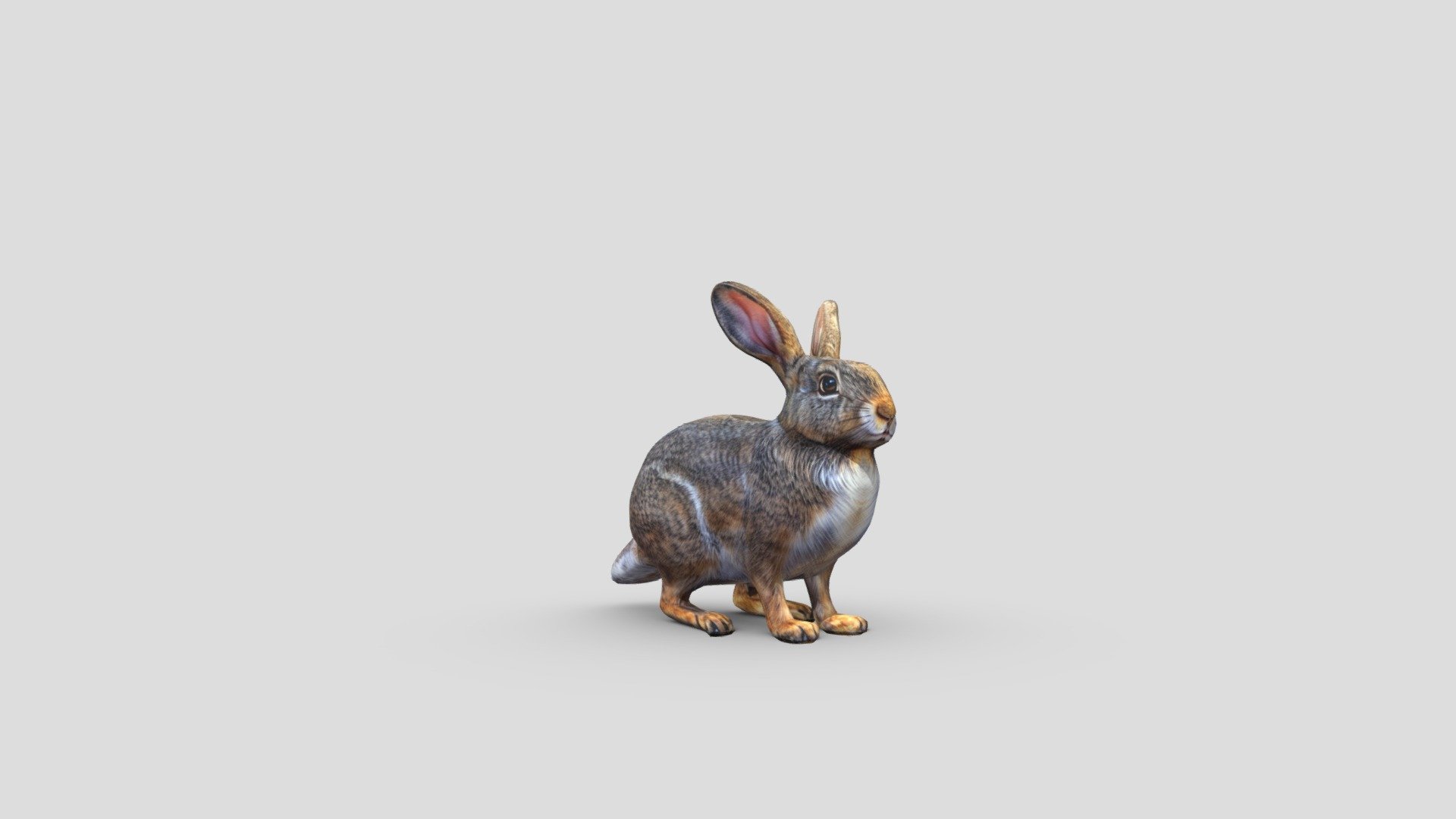 Cottontail Rabbit - Buy Royalty Free 3D model by Marc Sawyer ...