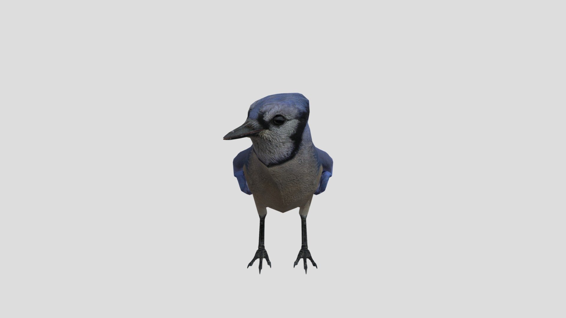 Blue- Jay - Download Free 3D model by hendrikReyneke [6233ad1] - Sketchfab