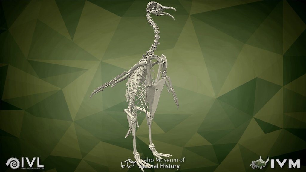 Emperor penguin IMNH-R-1367 - Download Free 3D model by Idaho ...