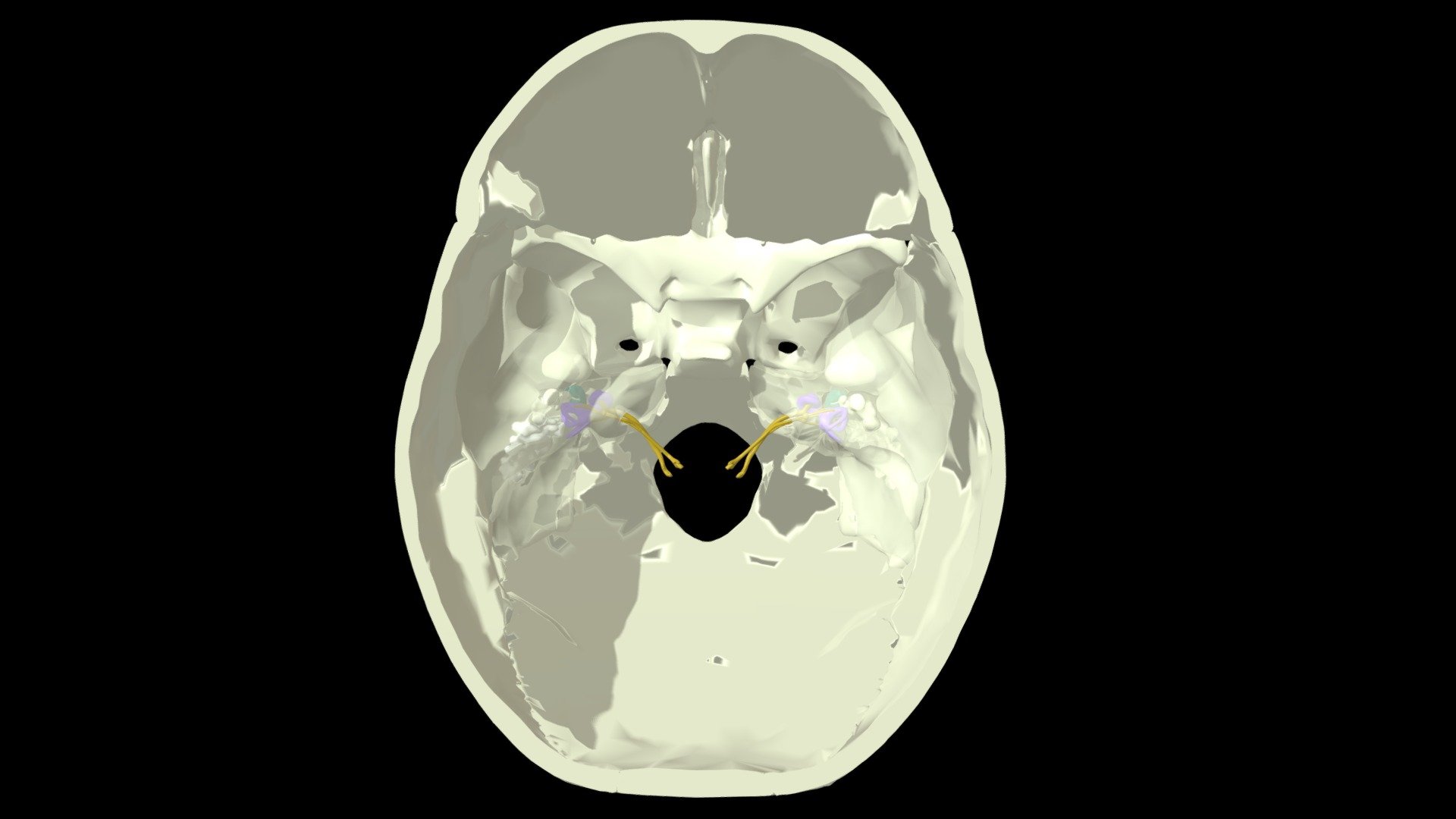 Middle & Inner Ear within Temporal Bone - Download Free 3D model by ...