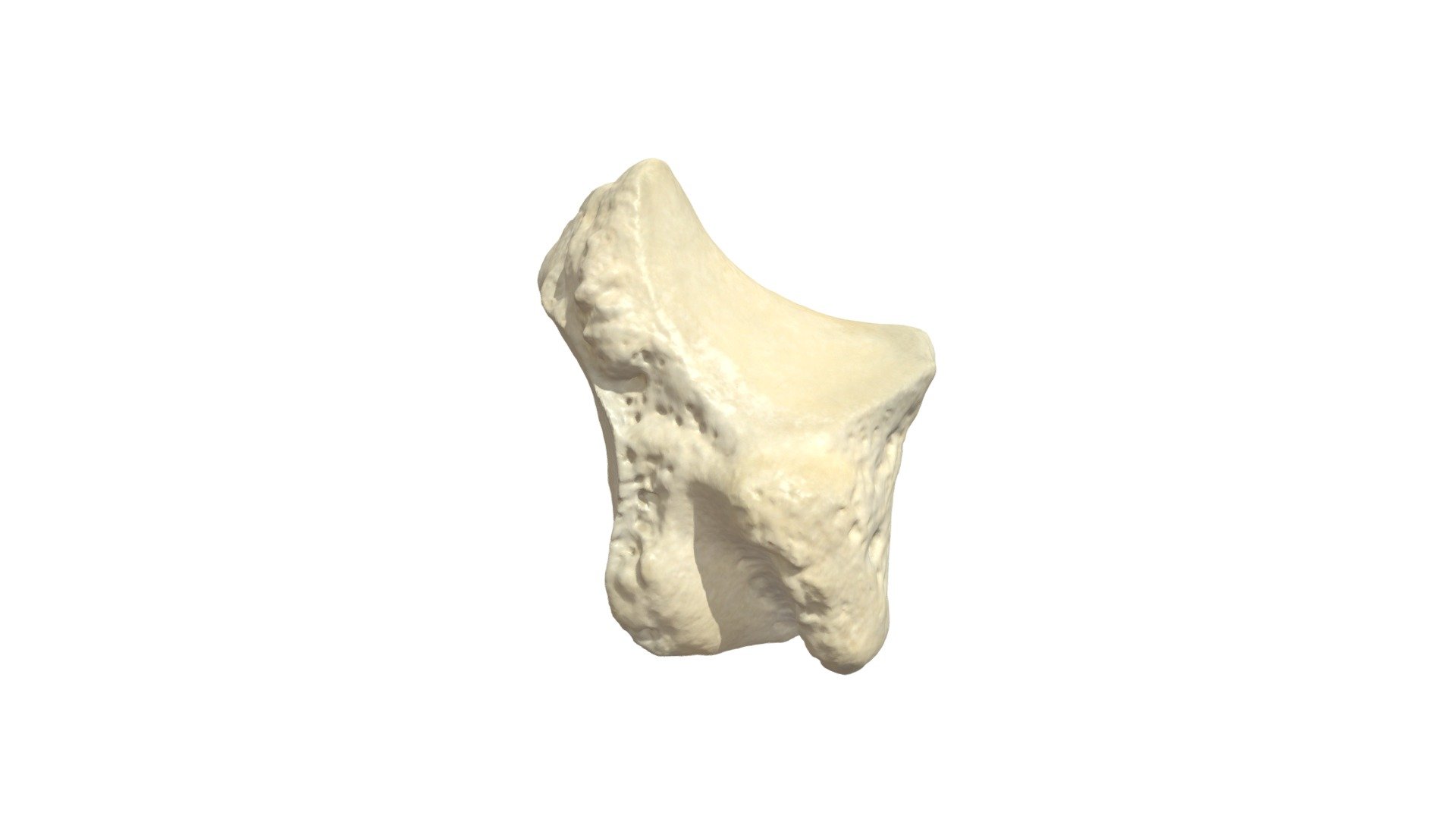 Os Trapezium R - 3D model by Universiteit Antwerpen (@marjanmaldoy ...