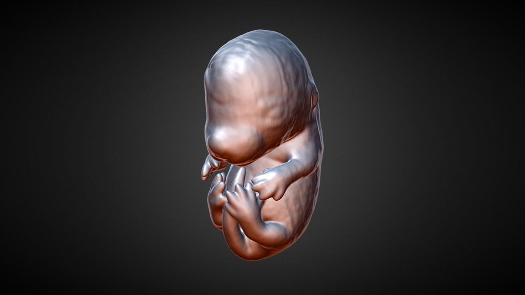 Mouse Embryo 14.5dpc (Test) - 3D model by 3D Imaging Room in NIG ...