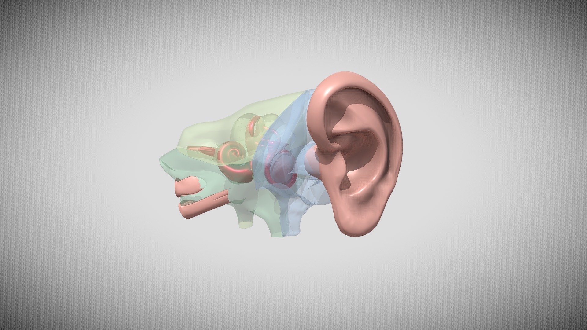 Hearing system - Download Free 3D model by 1225659838@qq.com (@Novaky ...