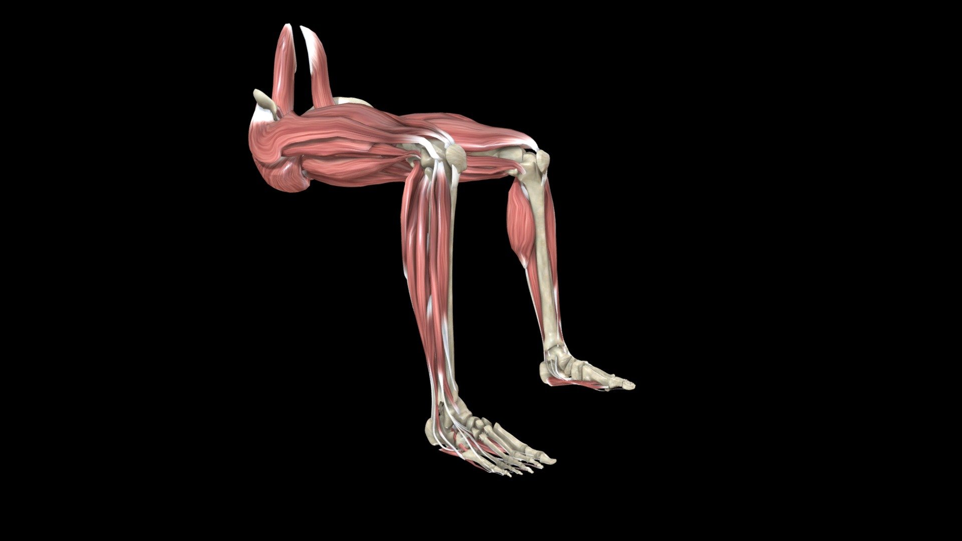 Foot & Ankle - Talar Tilt: Female - 3D model by IU Indianapolis ...