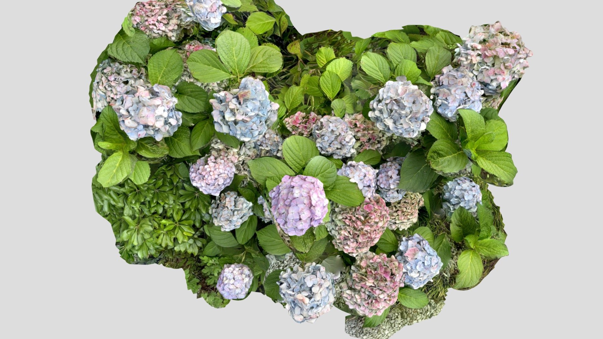 Hydrangea - 3D model by sakakas [624645f] - Sketchfab