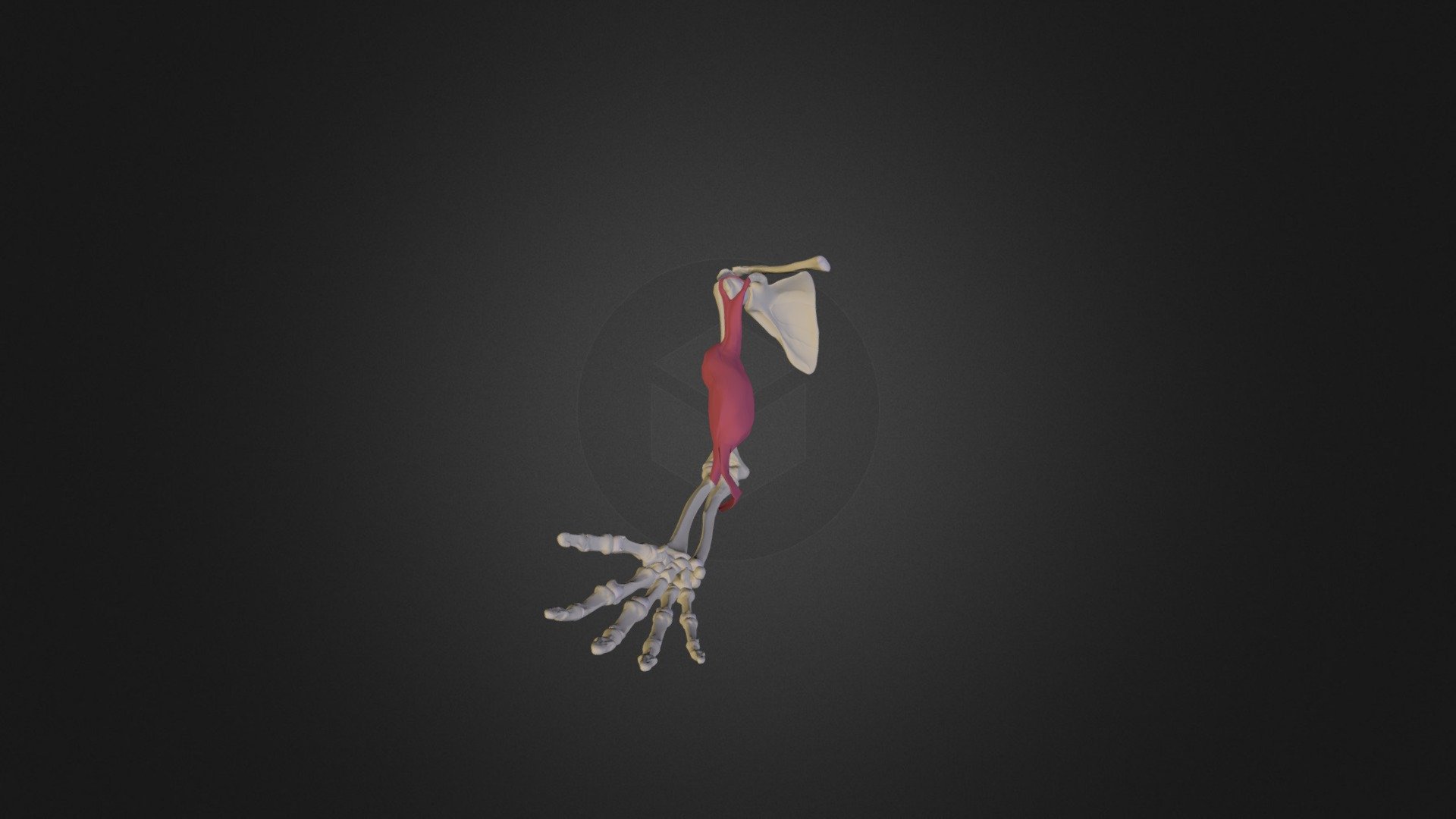 Biceps - 3D model by Medical University of Lublin (@umlub) [6254c92 ...