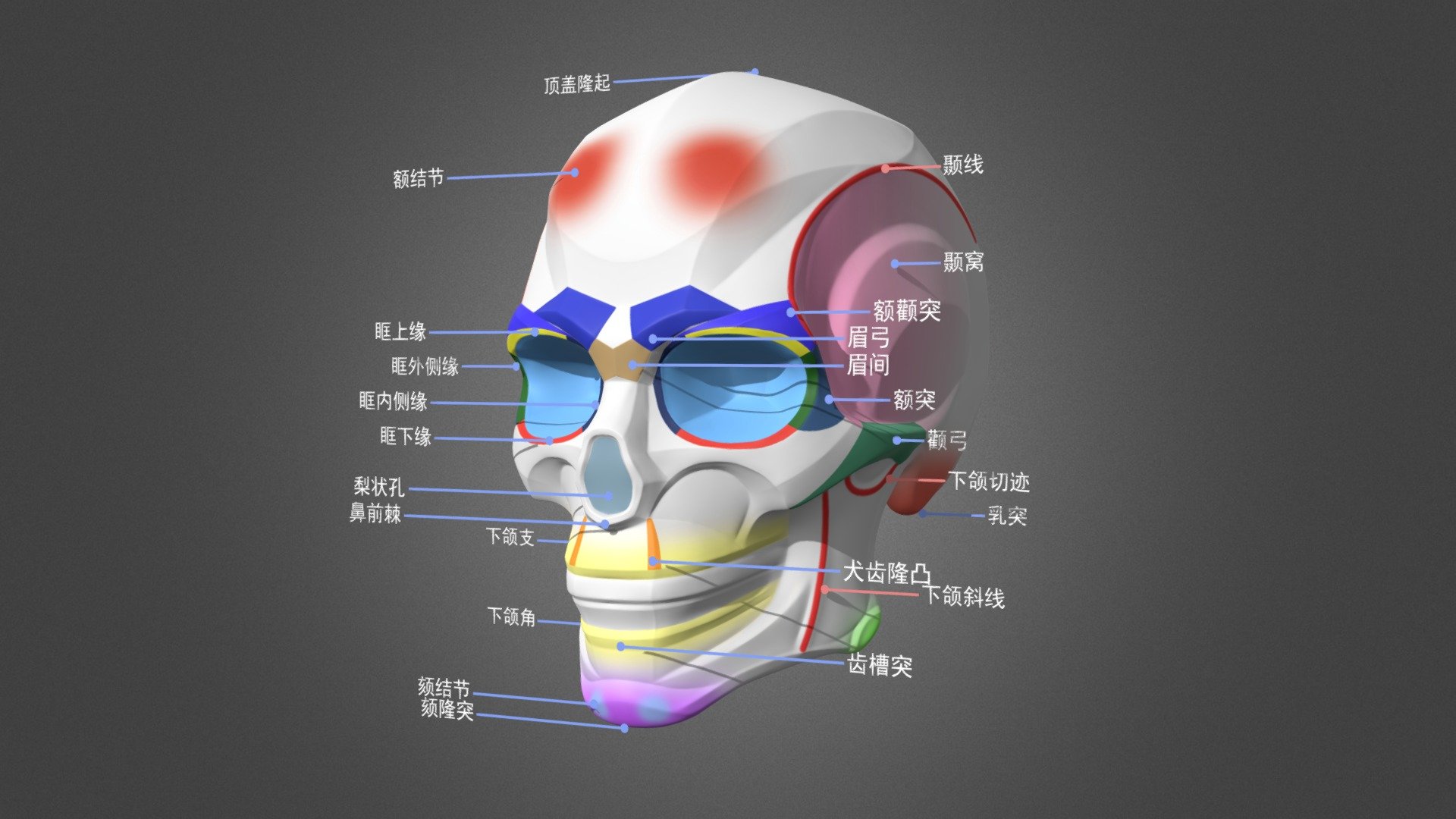 Skull Landmarks Sculpt - 3D model by 鱼鱼鱼练人体 (@Yyuyuyuyuyuyuyu) [6255db3 ...