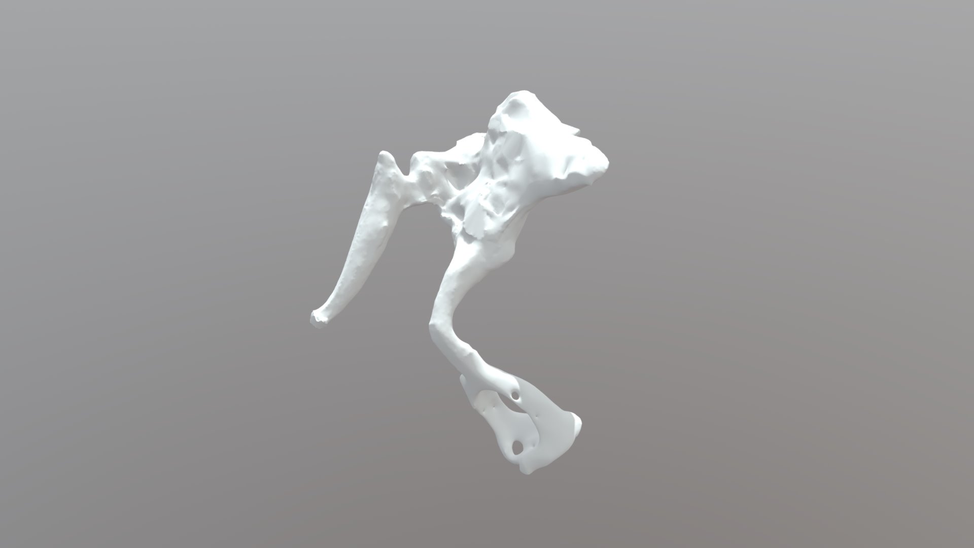 Ossicles - Download Free 3D model by jeb246 [6259b35] - Sketchfab