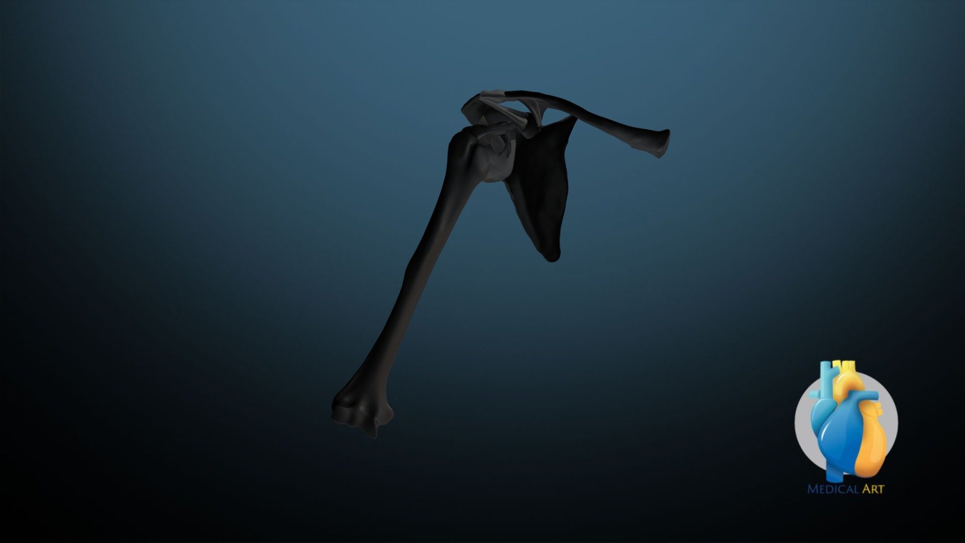 Upper arm bones and ligaments - Buy Royalty Free 3D model by Catherine ...
