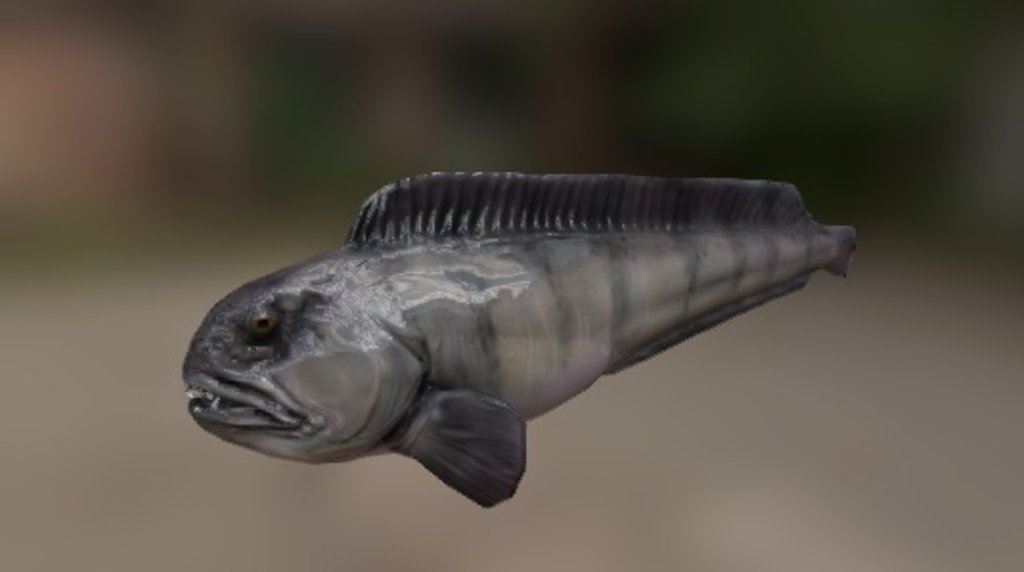 Atlantic Wolfish - 3D model by superbob117 [625f433] - Sketchfab