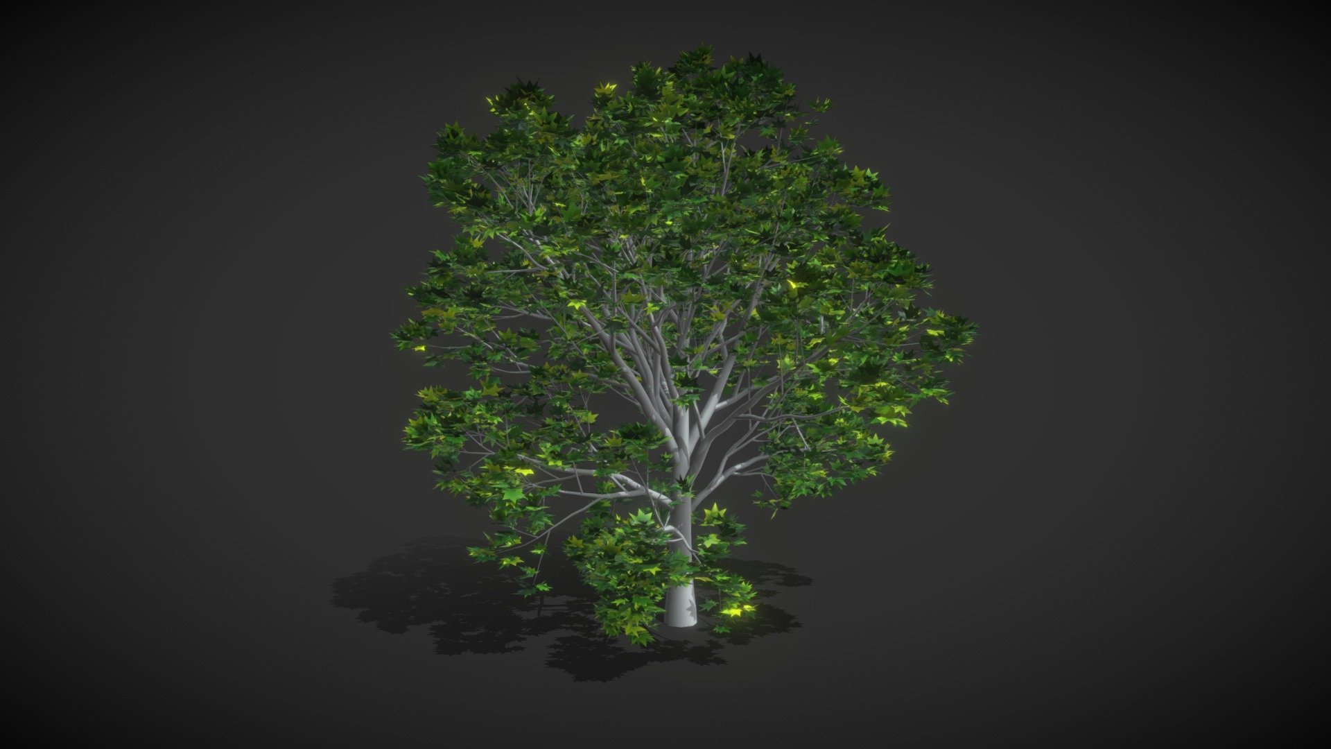 Tree Elm - 3D model by The Learning Network (@TheLearningNetwork ...