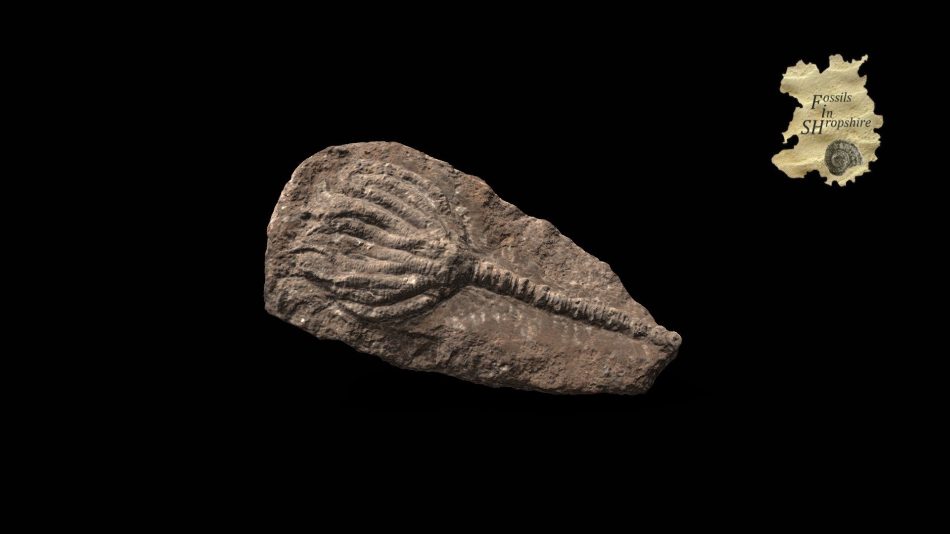 Crinoid - Woodocrinus - Download Free 3D model by Fossils in Shropshire ...