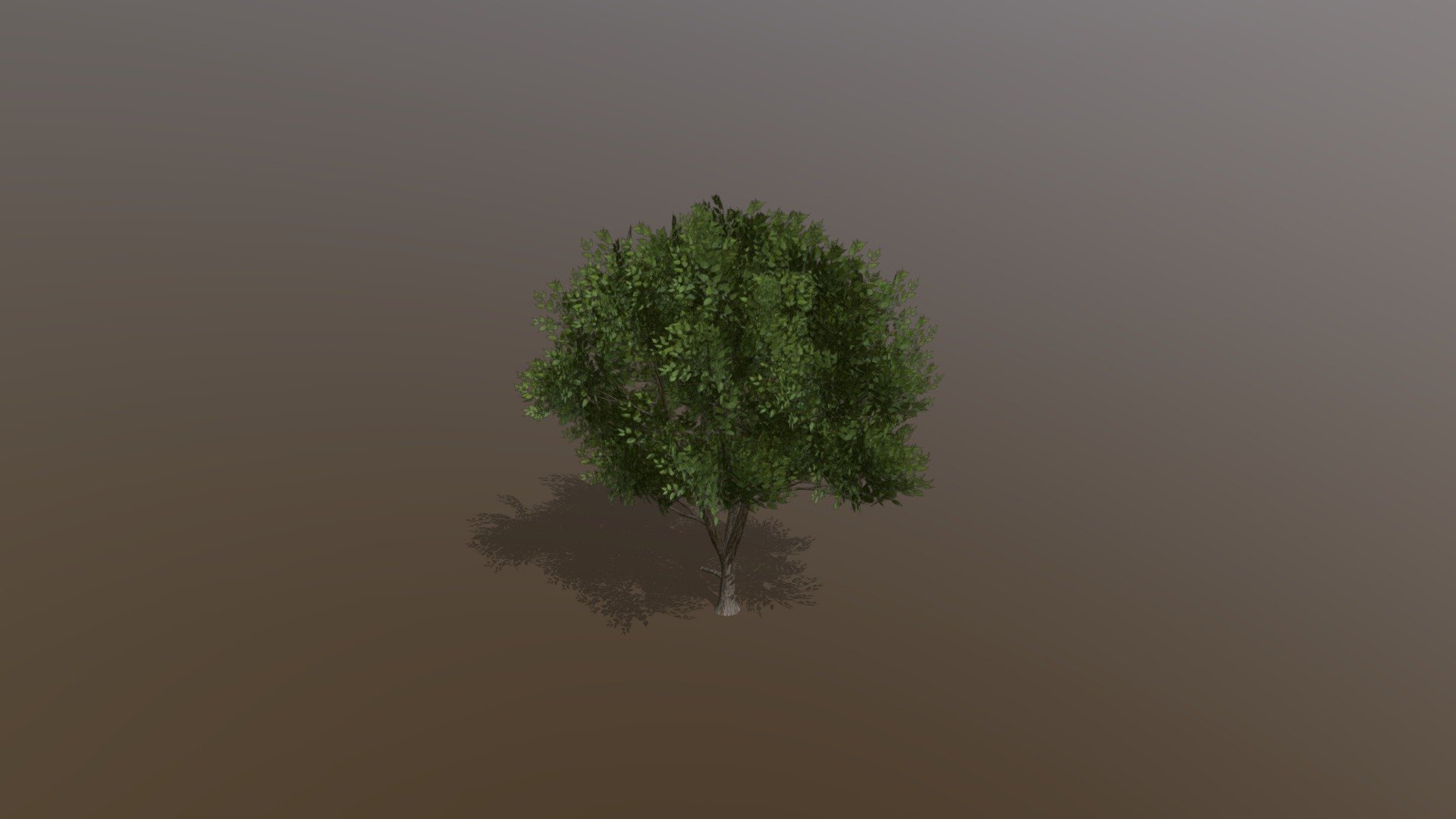 Tree Elm - Download Free 3D model by High Quality Work (@Varleyhal ...