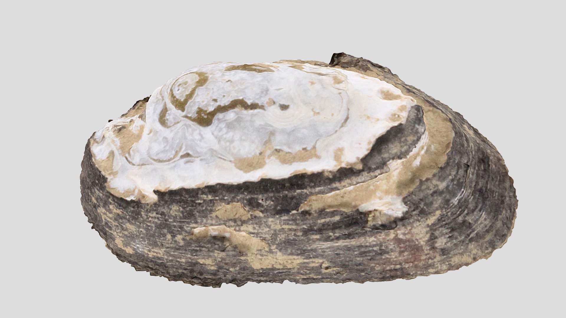 Freshwater Mussel Shell, Left Valve - 3D model by emilyterrell [628208b ...