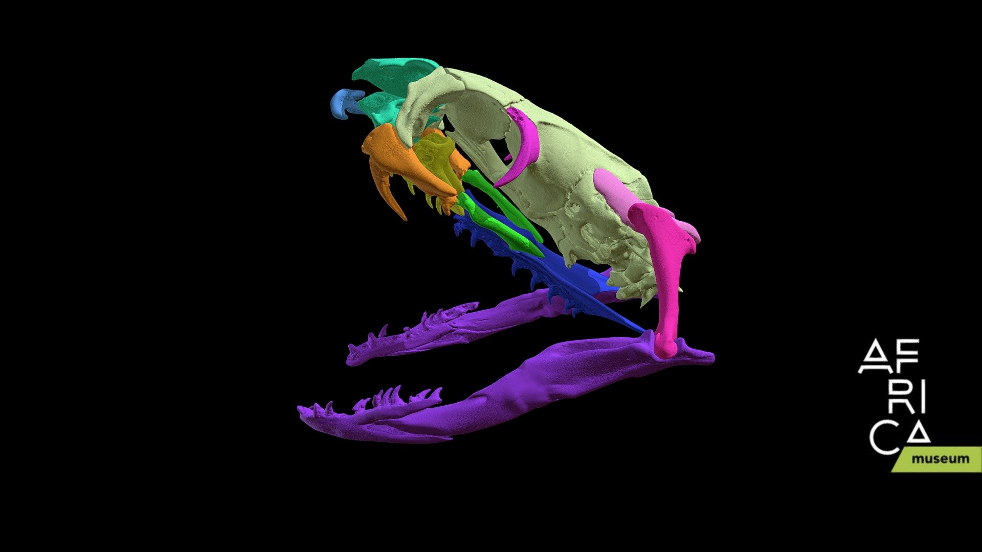 Naja haje Skull anatomy - 3D model by Royal Museum for Central Africa ...