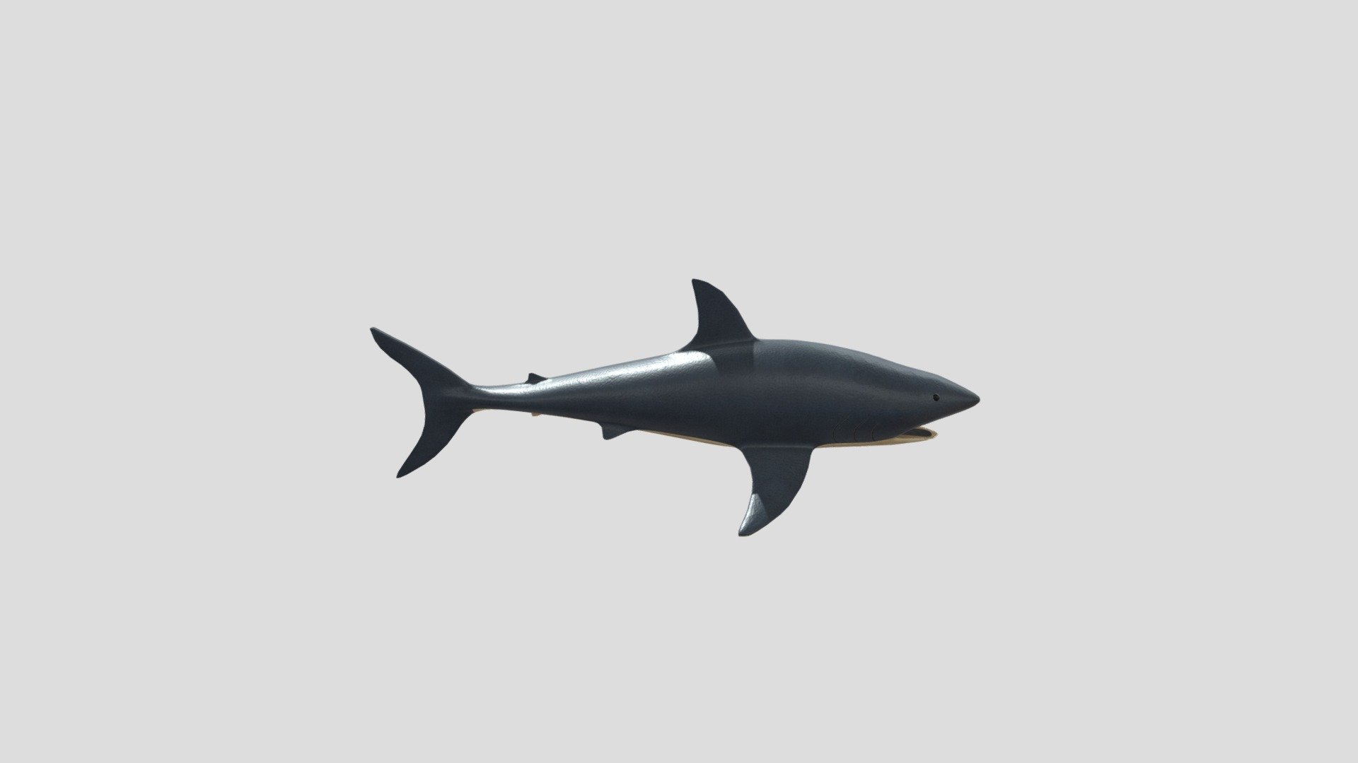 Shark - Download Free 3D model by RandallVolk [6287136] - Sketchfab