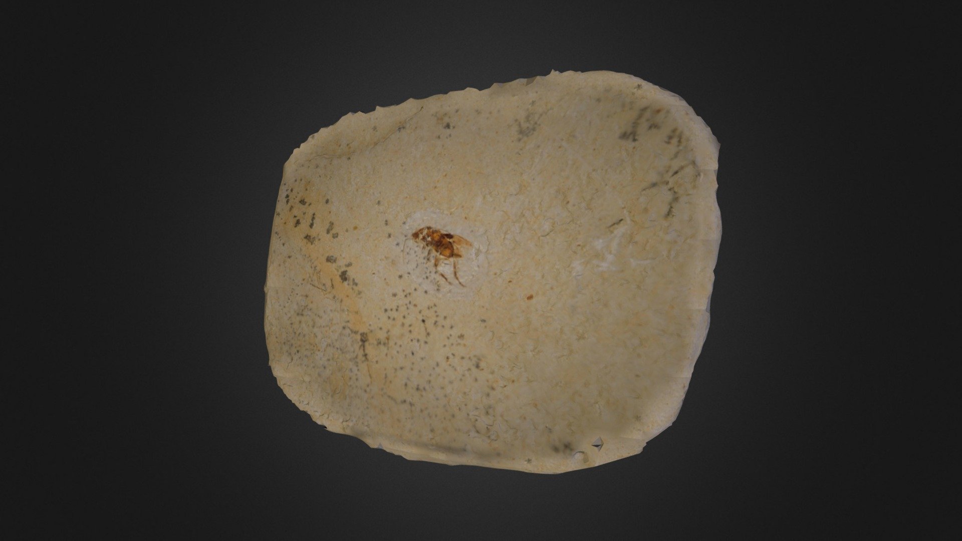 COCKROACH FOSSIL - 3D model by 3D Fossils (@conqueror78) [628b8ee ...