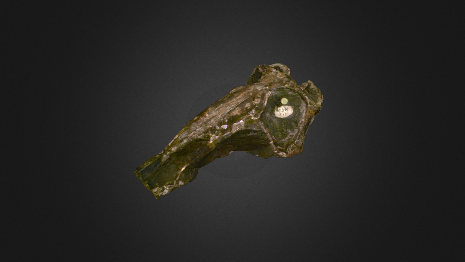 GSM 3166 Pterosaur skull - 3D model by 3d Fossils GB (@3dFossils ...