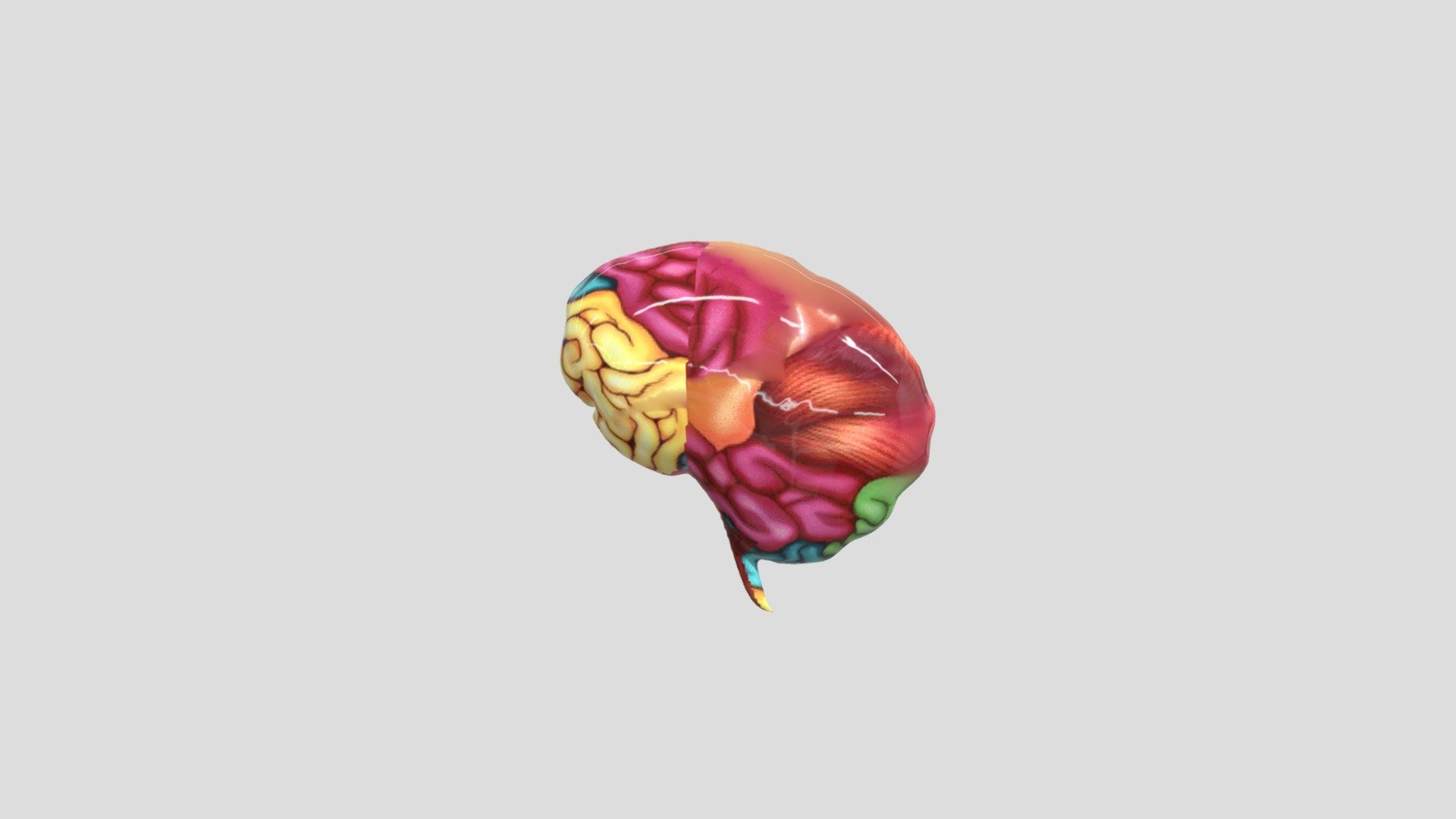 Otak-manusia - 3D model by likavirda395 [6298a31] - Sketchfab
