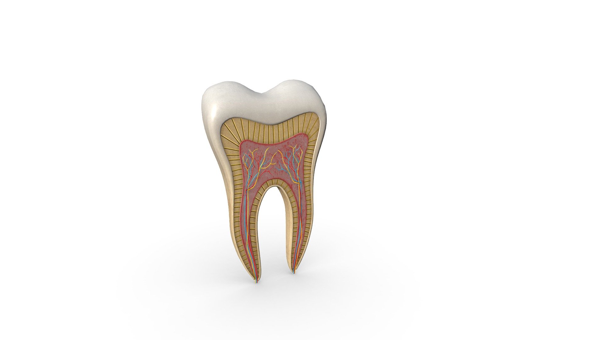 Tooth Scheme - Buy Royalty Free 3D model by wojciechmiedziocha [6298be3 ...