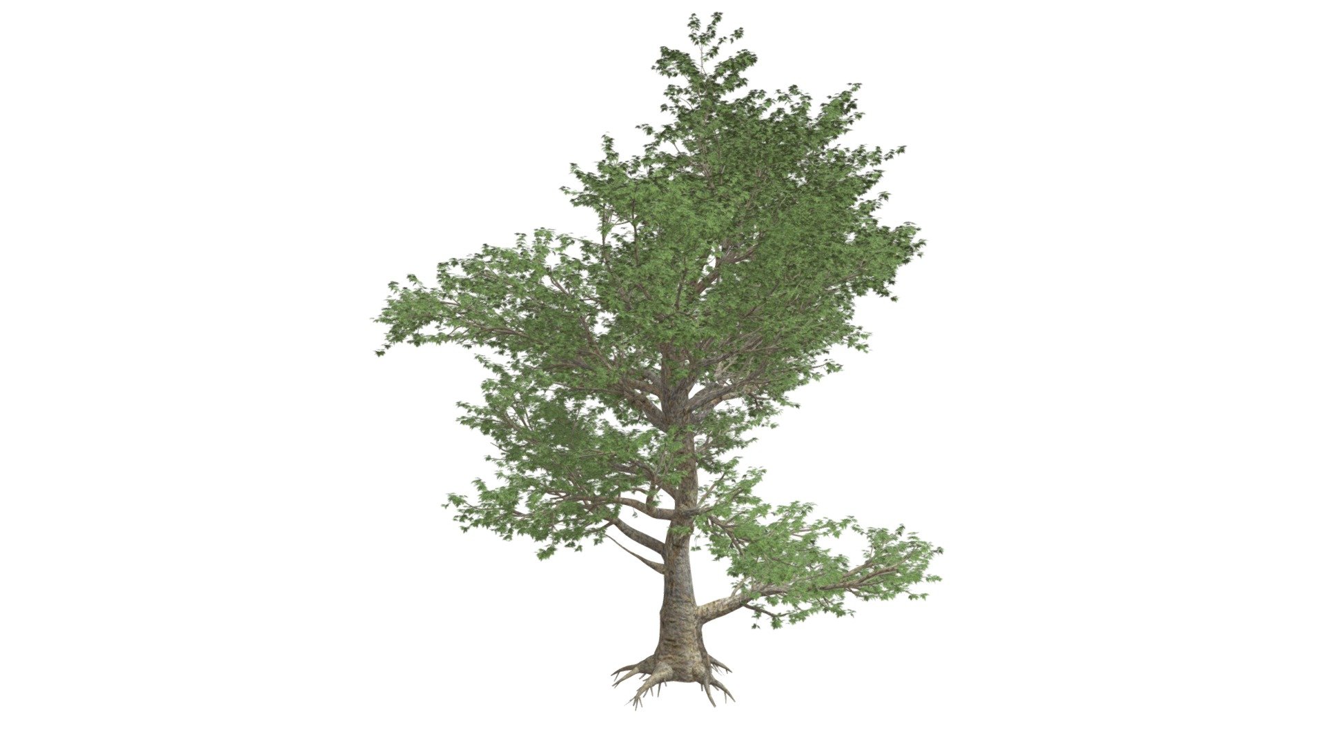 American Sycamore Tree #02 - Buy Royalty Free 3D model by meshshape ...