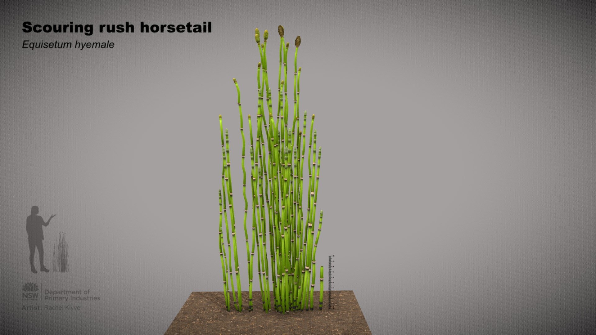 Scouring rush horsetail (Equisetum hymale) - 3D model by NSW DPIRD ...