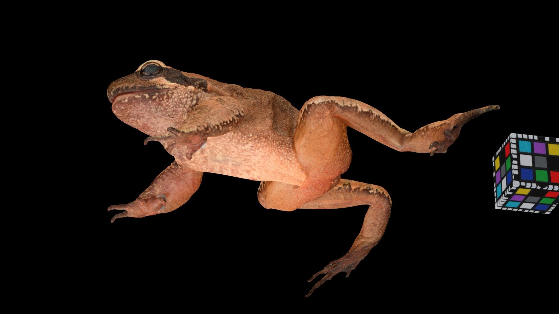 タゴガエル 🐸 ♂ Tago's Brown Frog, Rana tagoi tagoi - Download Free 3D model ...