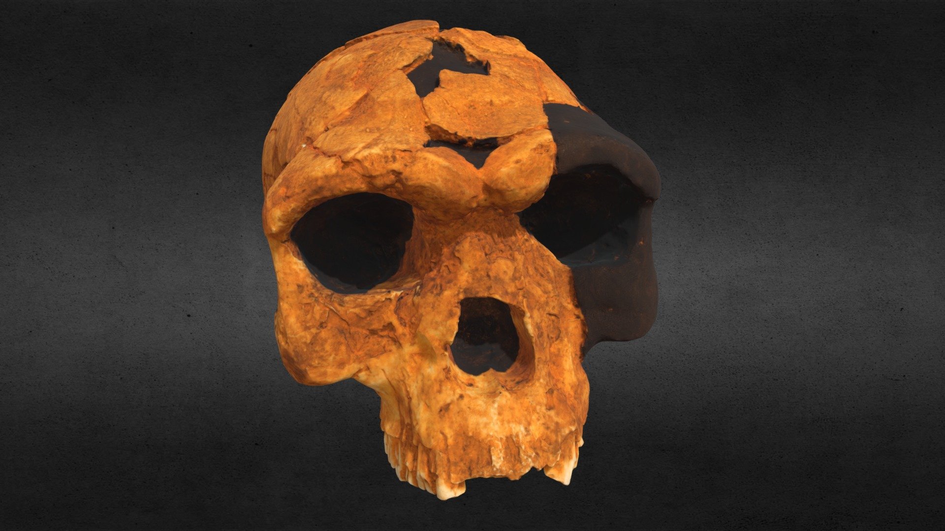 Homo sapien idaltu - 3D model by Dennis Brooks (@dennis.brooks ...