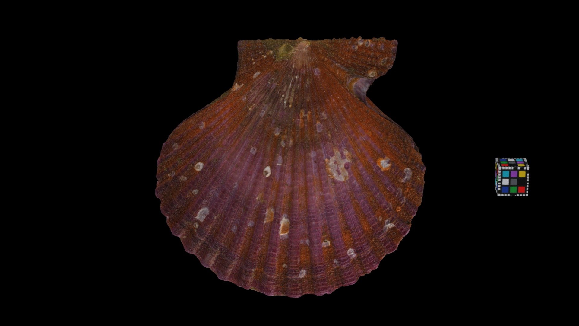ヒオウギガイ Purple, Noble Scallop, M. nobilis - Download Free 3D model by ...