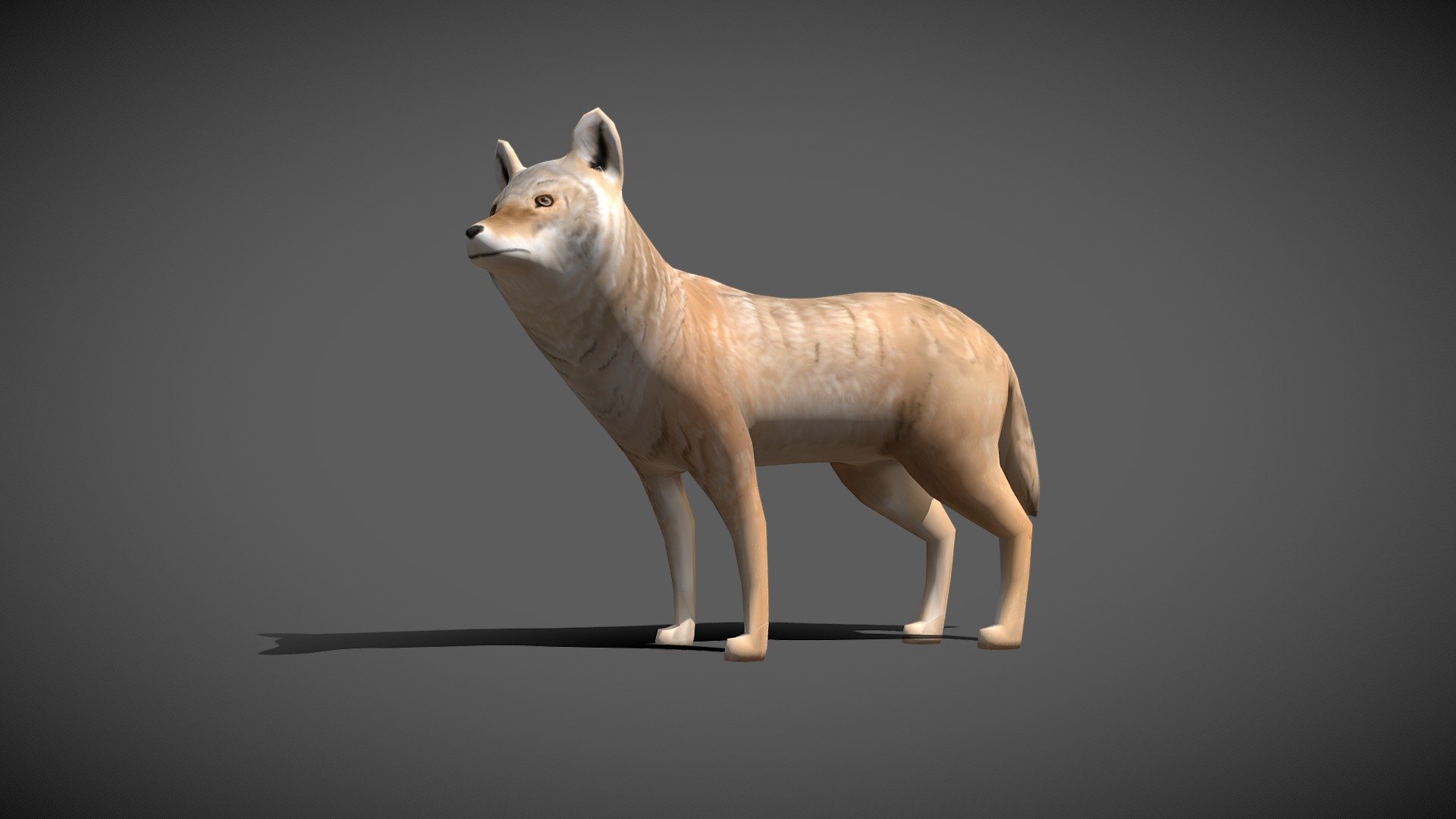 Coyote - Buy Royalty Free 3D model by 3D-IDI (@paduladi) [62a3ca2 ...
