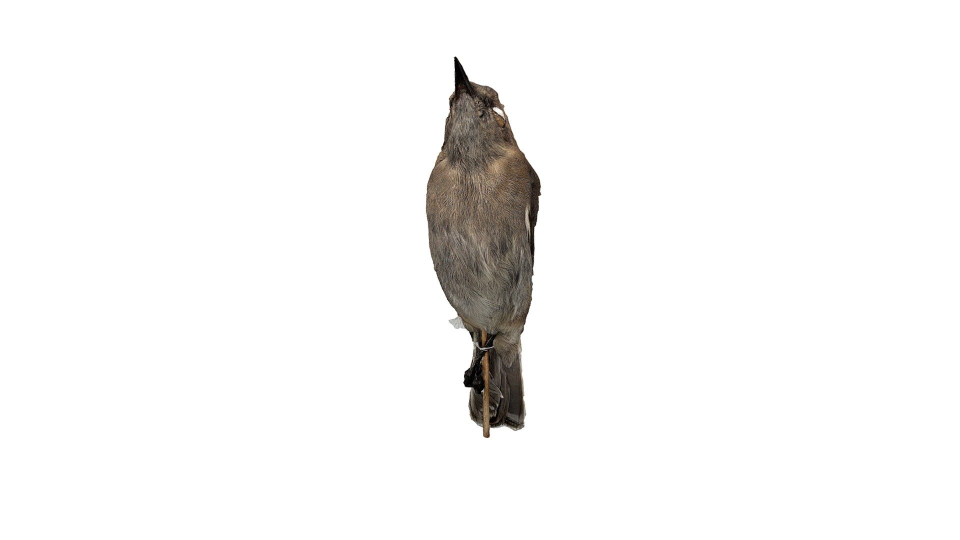Study skin - Dusky robin - 3D model by Queen Victoria Museum and Art ...