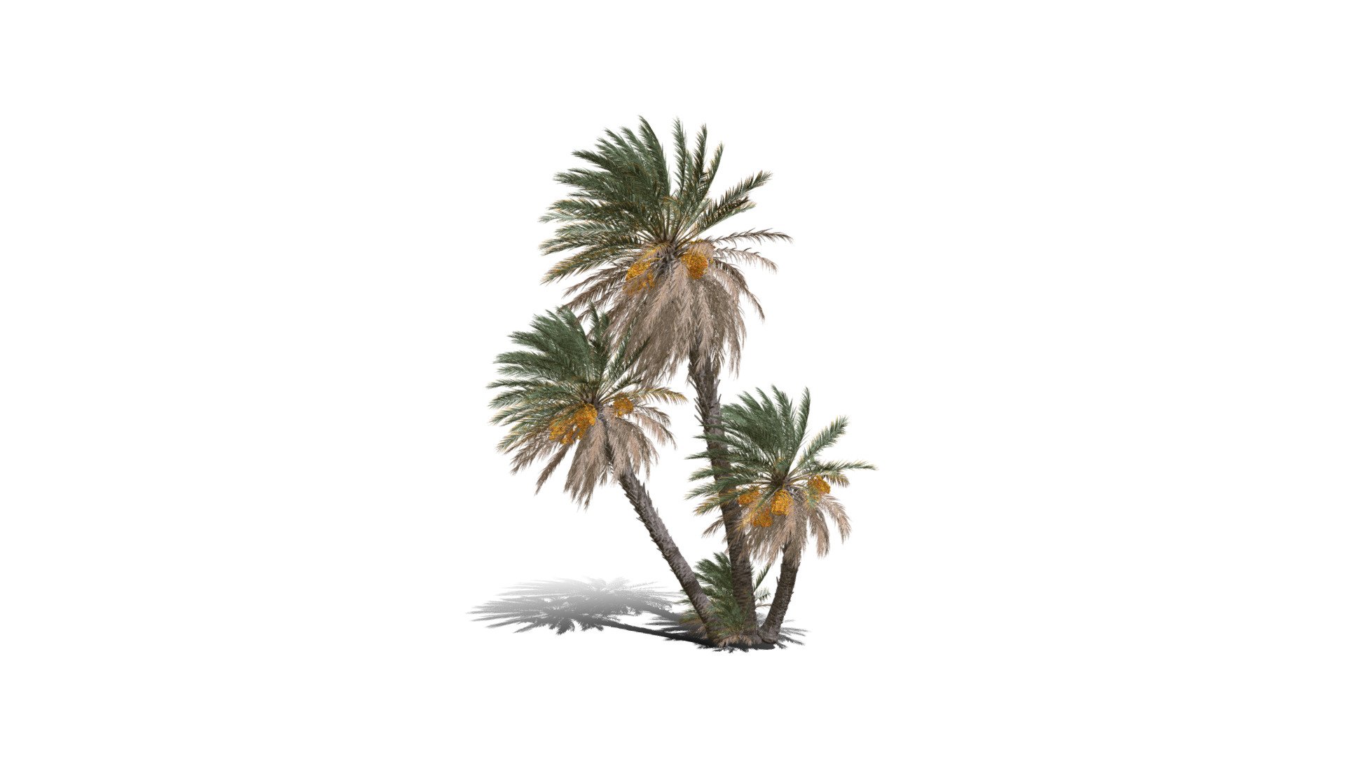 Realistic HD Date palm (45/78) - Download Free 3D model by PlantCatalog ...