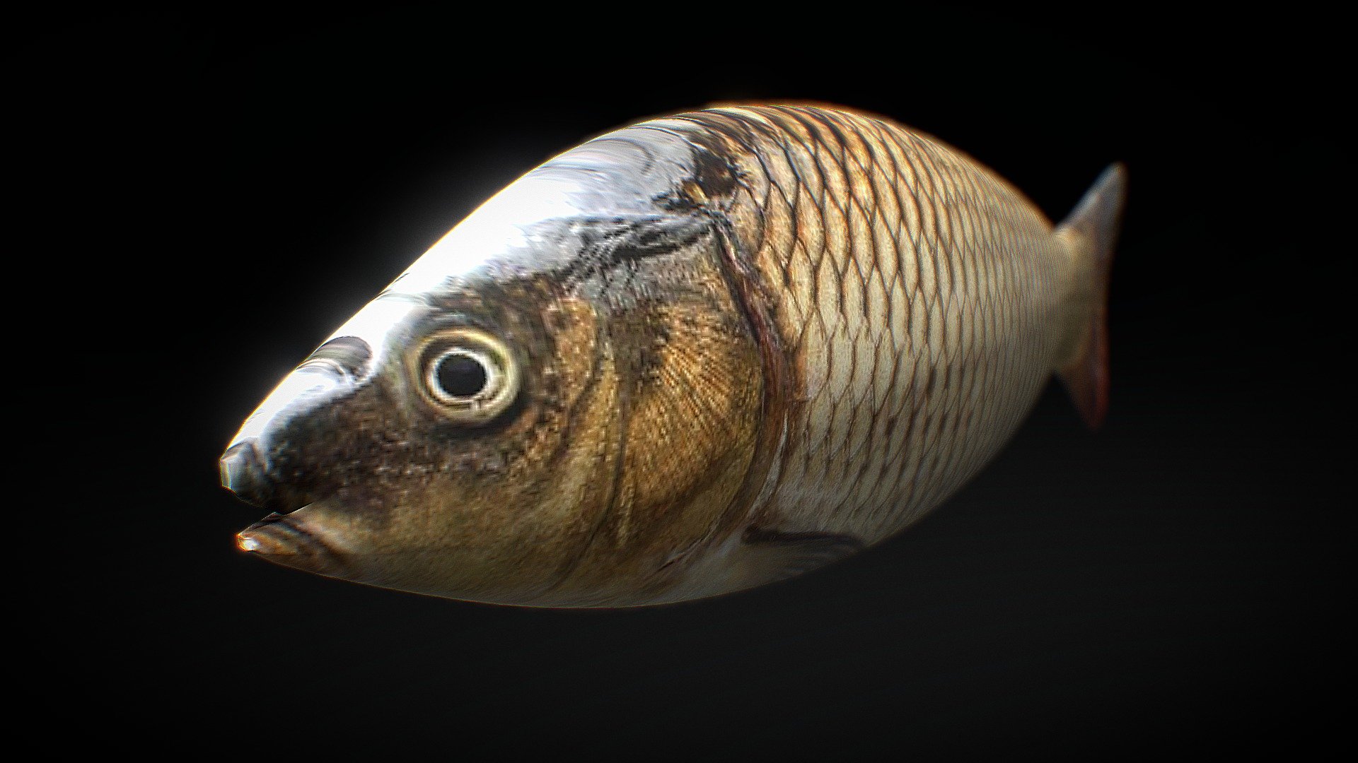 Fish Carp 0001 - Download Free 3D model by Smith (@smithedits) [62a41f6 ...