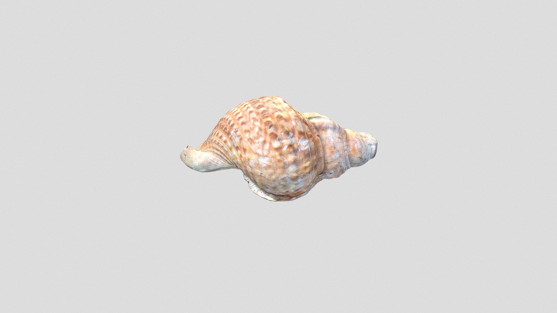 Fotuto de caracol de lambí (ET-AN-1418) - 3D model by centroleon ...