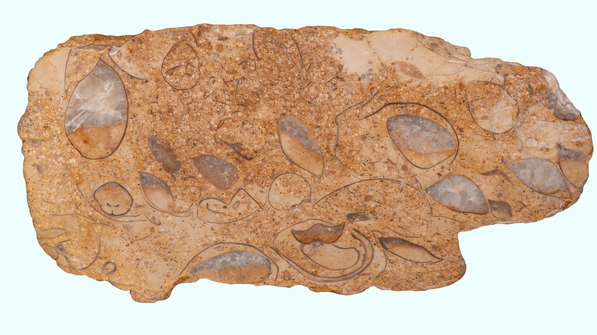 Calcaire à brachiopodes avec critère de polarité - 3D model by Ecole ...