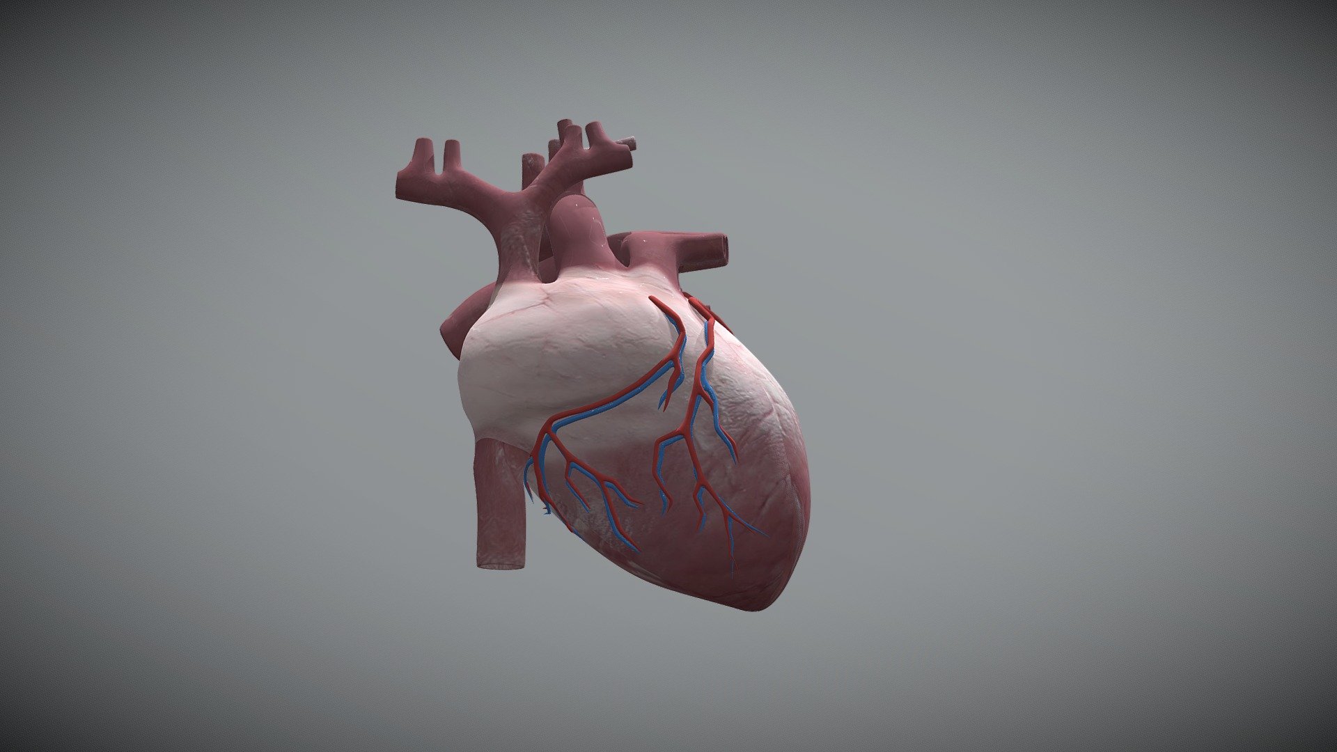 heart_school - 3D model by 3d-oman-school [62ba69d] - Sketchfab
