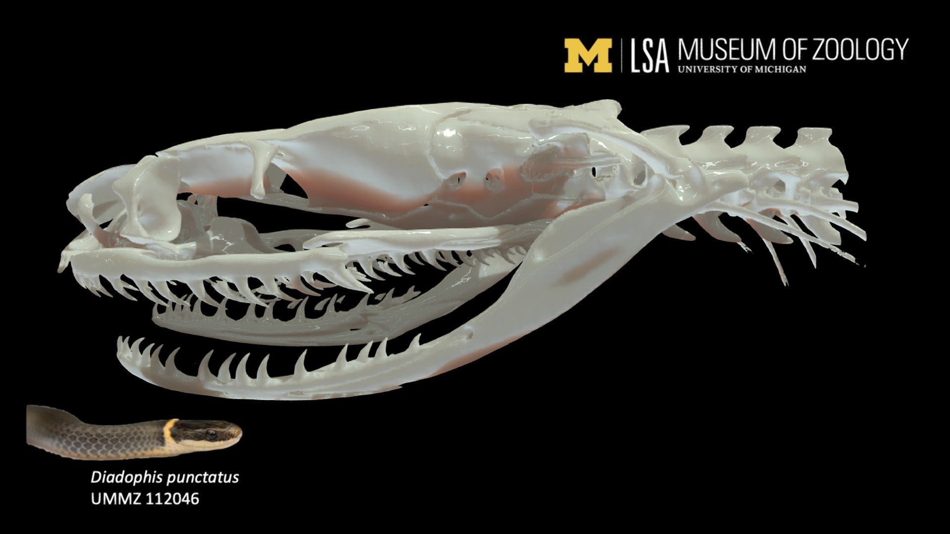 Ring-necked snake skull - 3D model by Michigan Herpetology (UMMZ ...