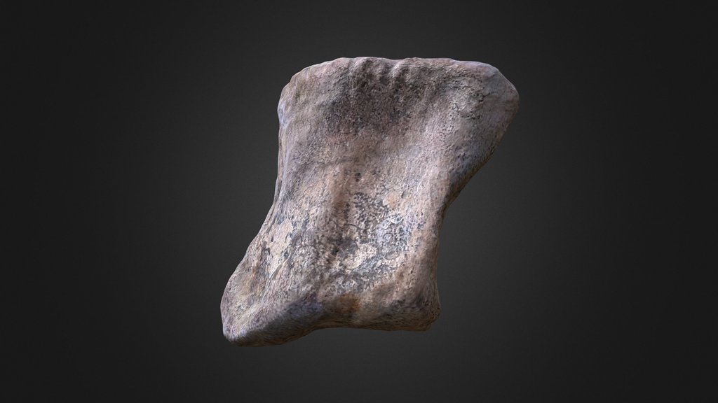 Fossil Scans: Dinosaurs - A 3D model collection by Olof Moleman ...