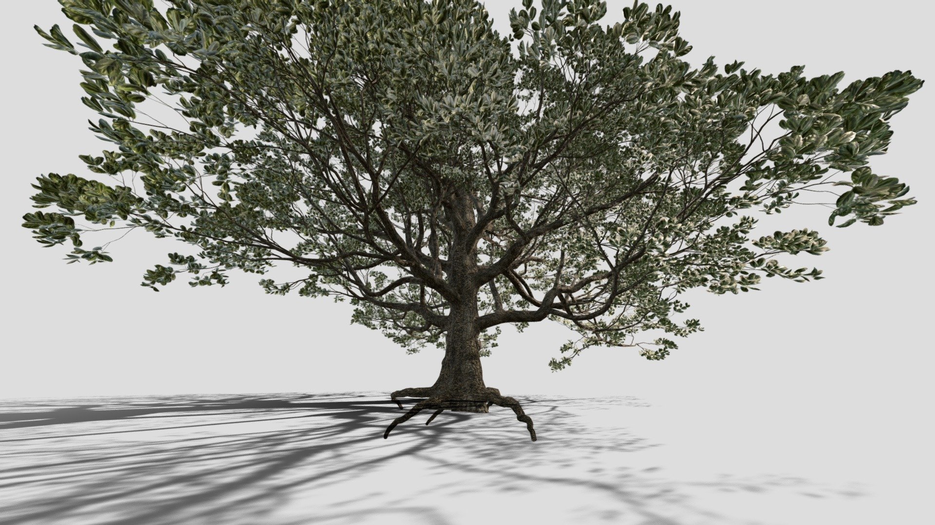 Coast Live Oak Quercus Agrifolia Mid C Buy Royalty Free 3d Model By Gobotree 3d Assets