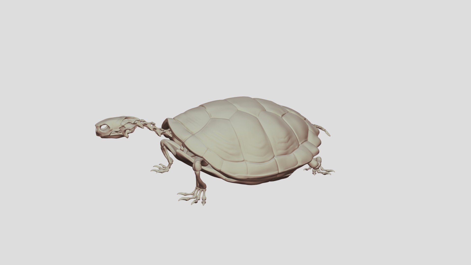 Turtle - 3D model by monostudio [62be7b1] - Sketchfab