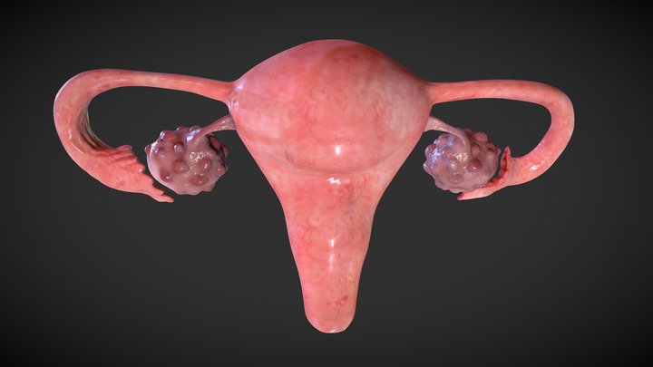 Uterus 3D models - Sketchfab