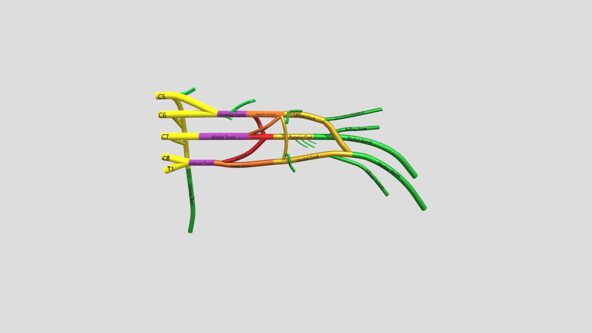 Brachial Plexus Model