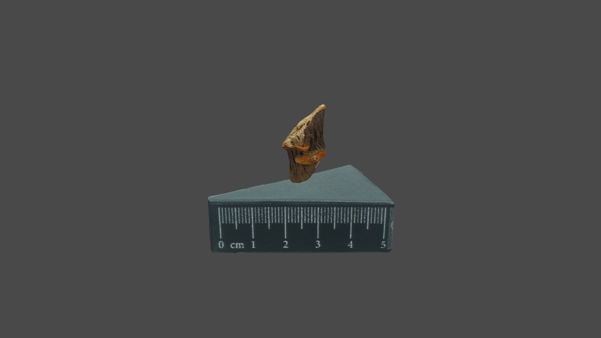 พิษนาศน์ scale bar - Download Free 3D model by 65201101047 [62c63fa ...