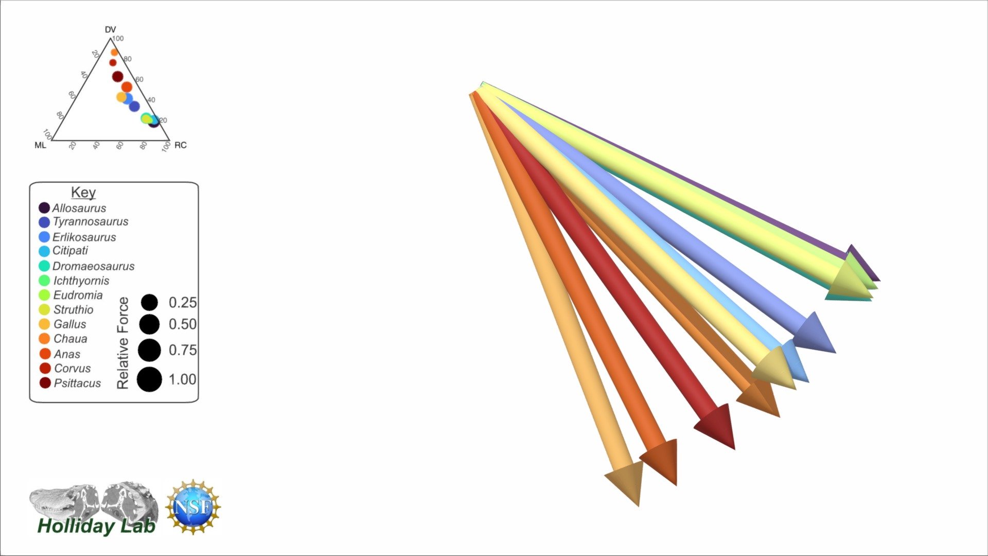Dinosaur MPTD Evolution Vector Bouquet - Download Free 3D model by ...
