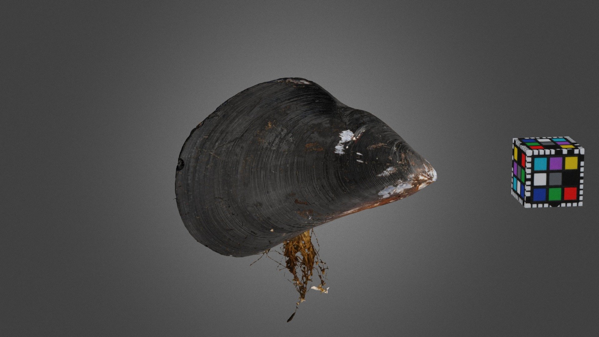 イガイ類 Mediterranean Mussel, Mytilus sp. - Download Free 3D model by ...
