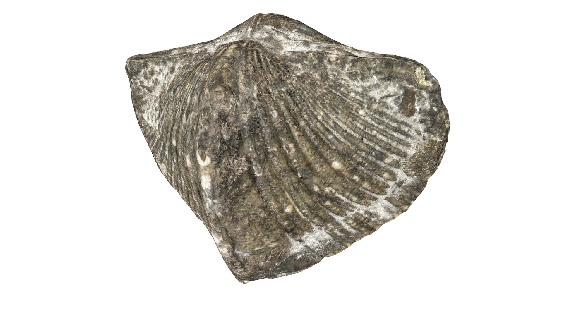 1888 Spiriferida - 3D model by CSULB Geology (@richard.behl) [62d16e9 ...