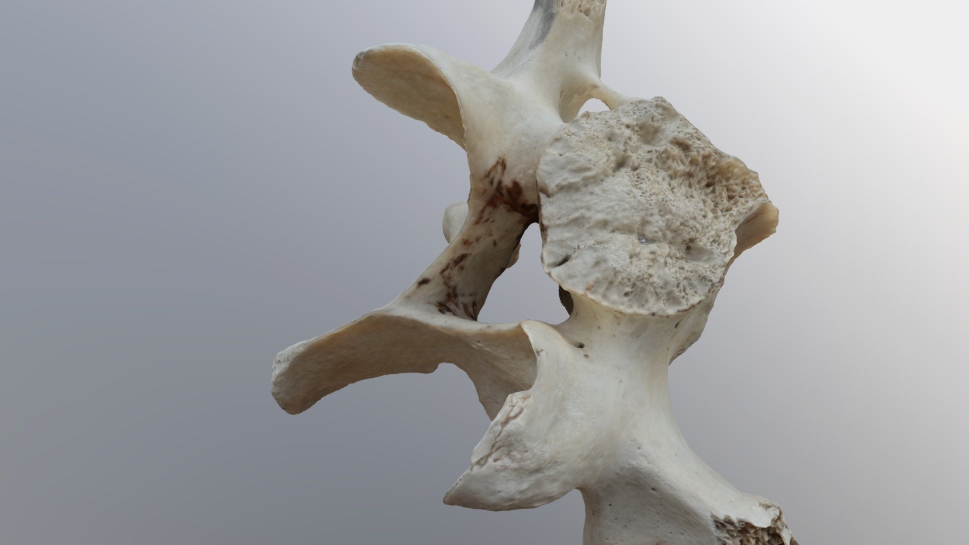 tasmania Bone - Download Free 3D model by oriface [62d2b6c] - Sketchfab