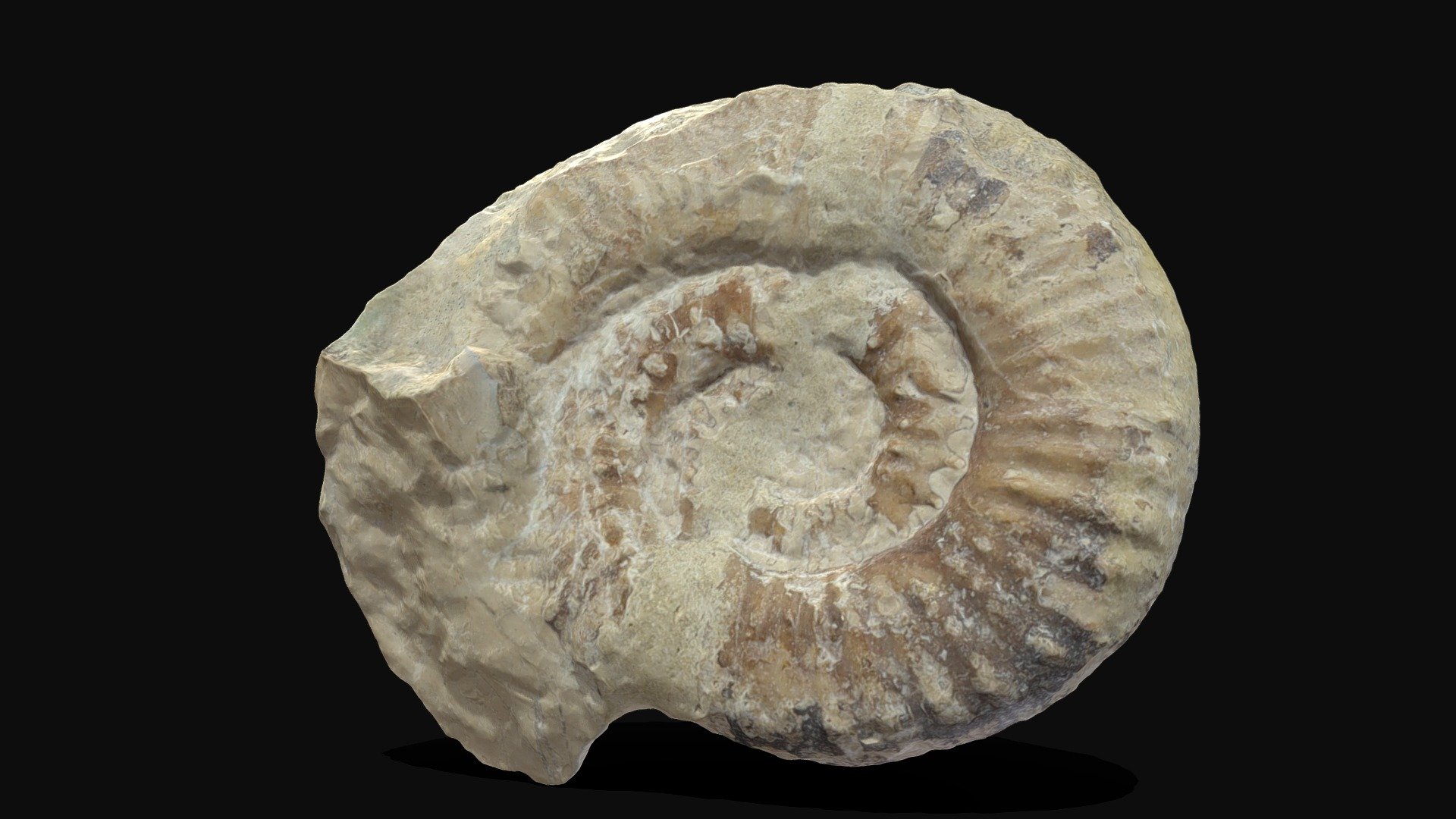 Ammonite126_3D - 3D model by Francesca Navarro (@francesca_navarro ...