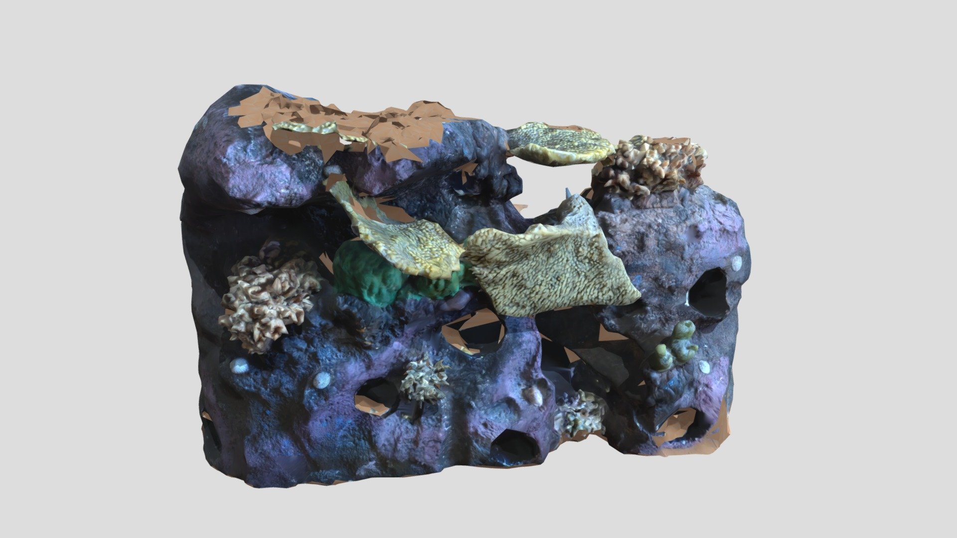 MDC Reef 2 - 3D model by The MEGA Lab (@themegalab) [62e130f] - Sketchfab