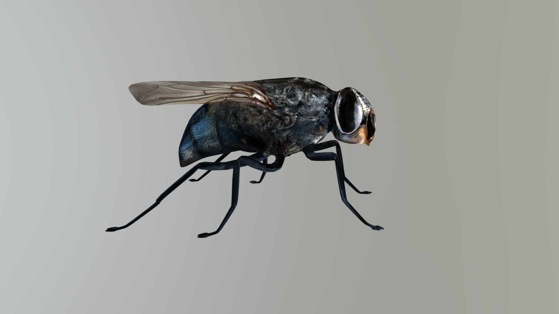 Fly - Buy Royalty Free 3D model by 3dlowpoly [62e780e] - Sketchfab Store